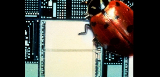 The lady bug and the microchip